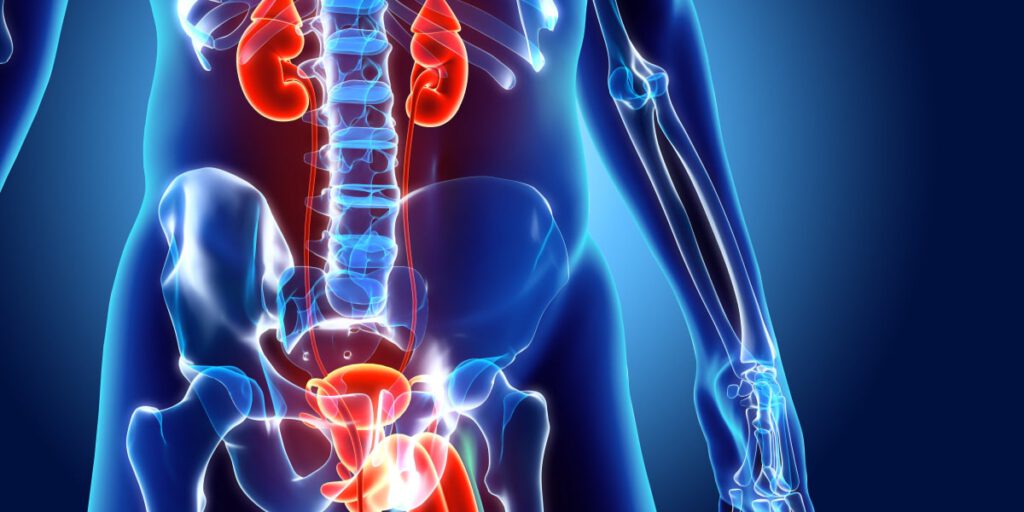 MedSurg | Genitourinary - NURSING.com